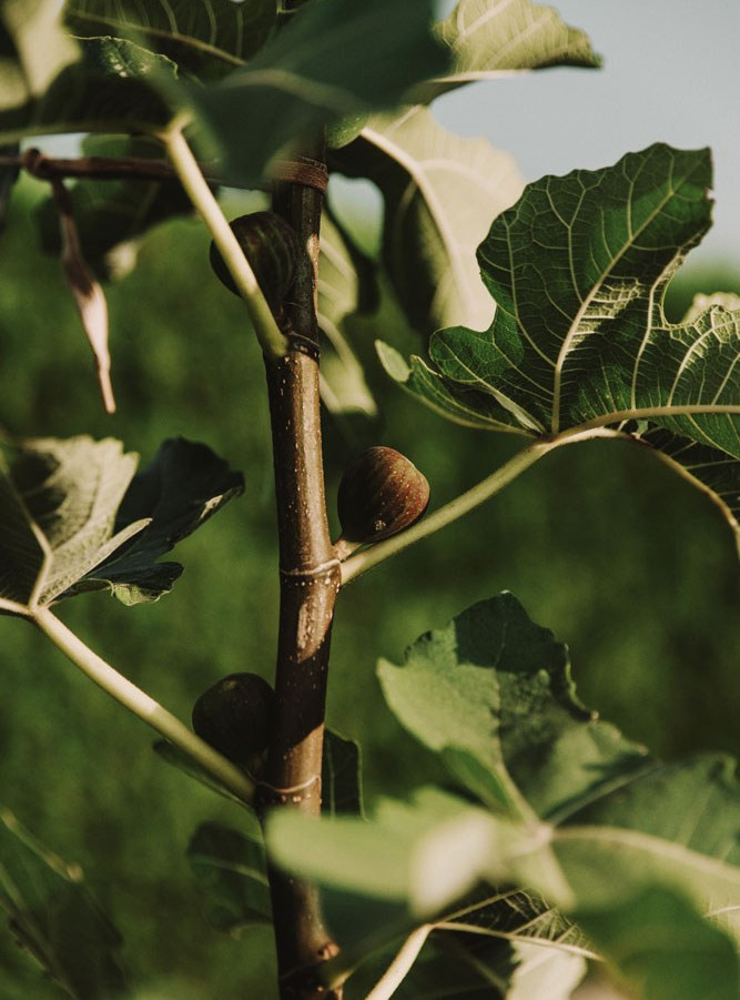 Adelaide’s newest Mediterranean restaurant | Olive