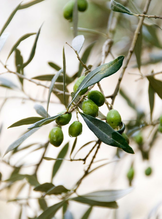 Adelaide’s newest Mediterranean restaurant | Olive